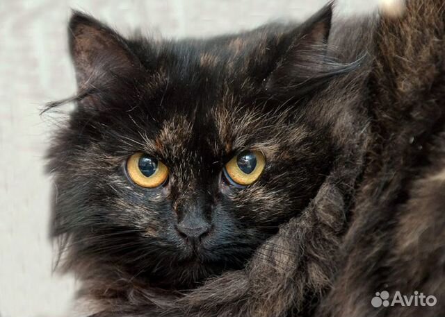 Милая и нежная кошечка Тильда