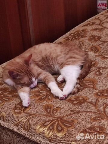 Кошка в добрые руки