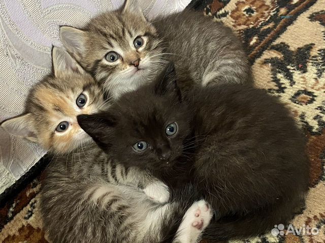 Котята породистые бесплатно