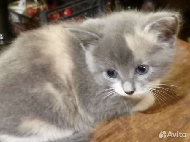 Котенок кошечка богатка