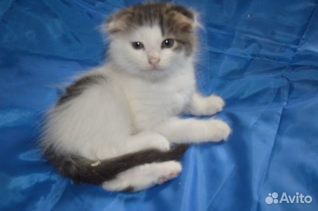 Шотландский вислоухий котик