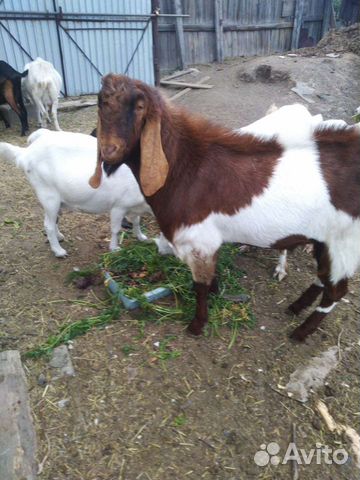 Козёл комори