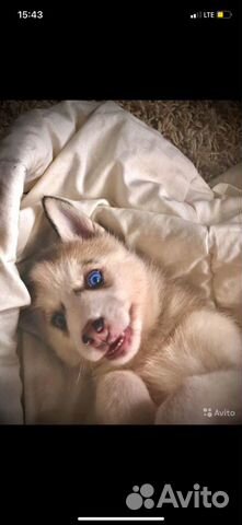 Проается щенок хаски два месяца