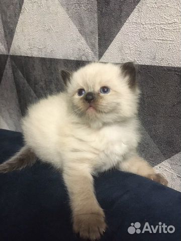 Котята Невские Маскарадные
