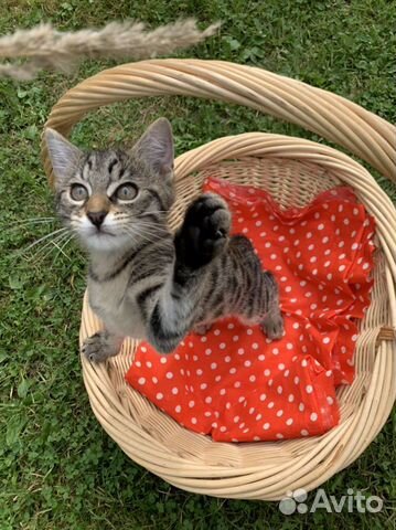 Малыш Пряник ищет дом