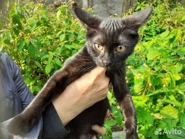 Чунга и Чанга ищут дом