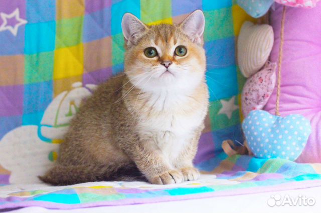 Два брата акробата