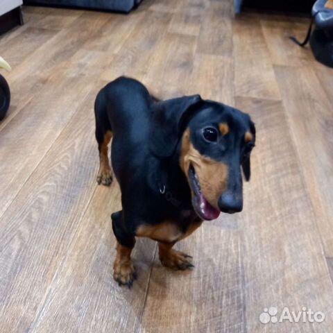 Такса в добрые руки