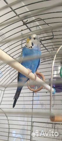 Обменяю мальчика на девочку волнистого попугая