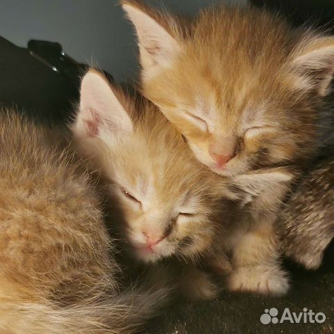 Шотландские котята прямоухие