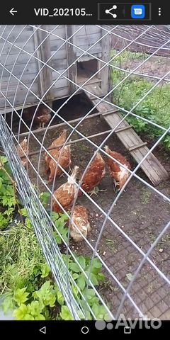 Куры несушки