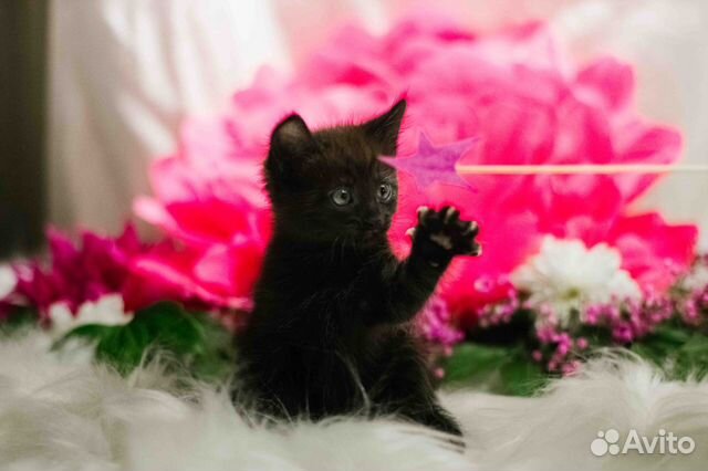 Отдам котенка только в надежные руки