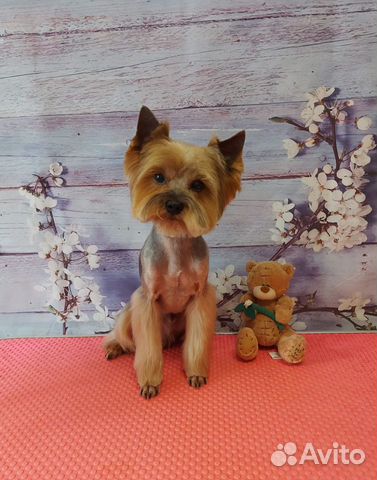 Ищем даму для вязки