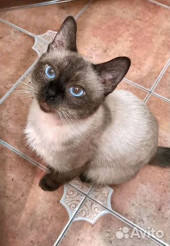 Тайский котик Самурай