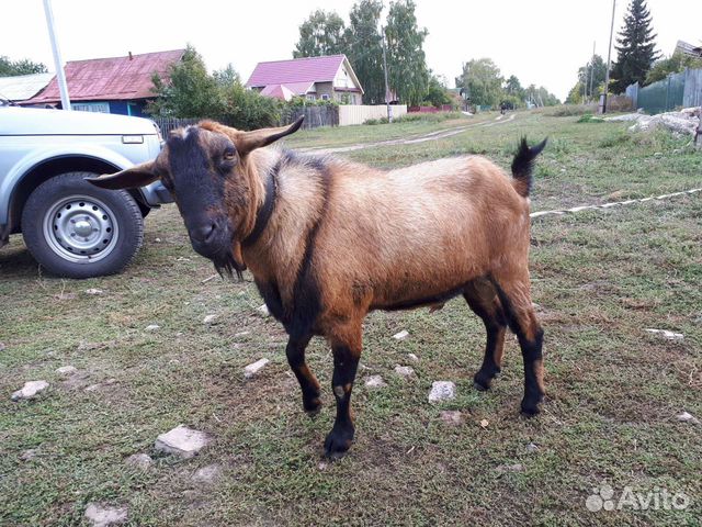 Нубийский козел