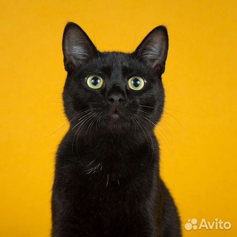 Молодой Уголек ищет дом