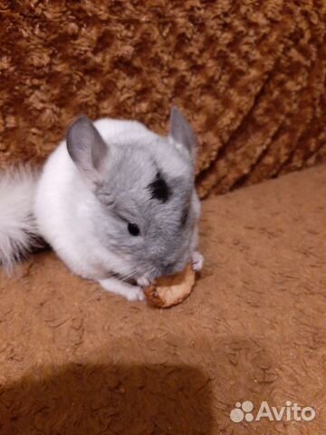 Шиншиллята