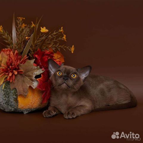 Мальчик бурма