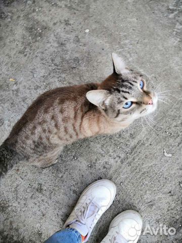 Кот с голубыми глазами