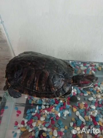 Красноухая черепаха