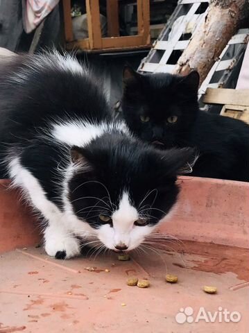 Котята Котенок