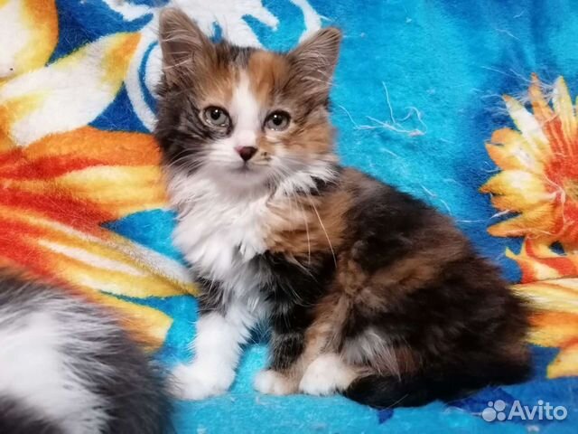 Котята ищут дом