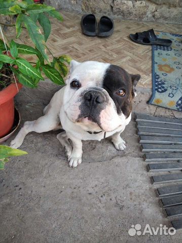 Французский бульдог