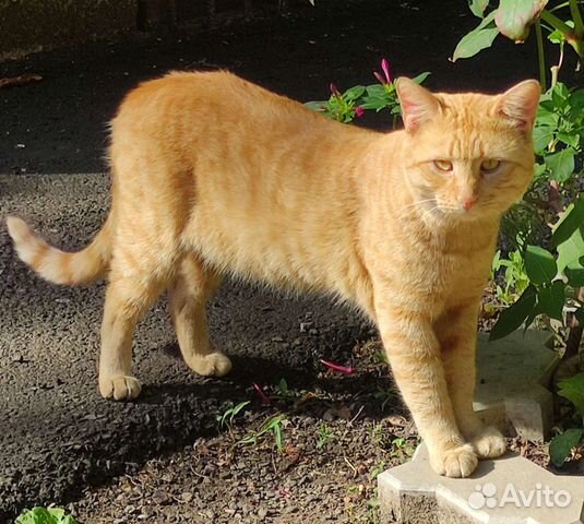Шикарный молодой котик