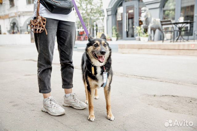 Чебурашка в добрые руки