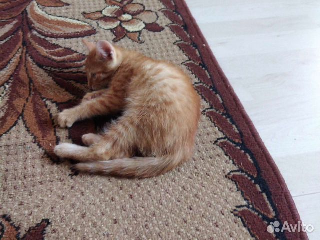 Рыжий котенок, мальчик, в добрые руки