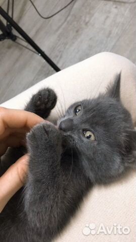 Британская кошка