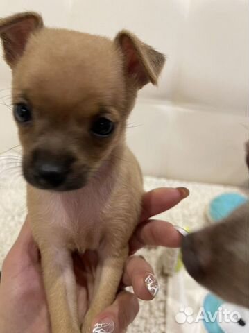 Шенок тойчик