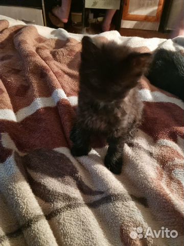 Кошка в дар два котенка. Девочка и мальчик.(1,5) о