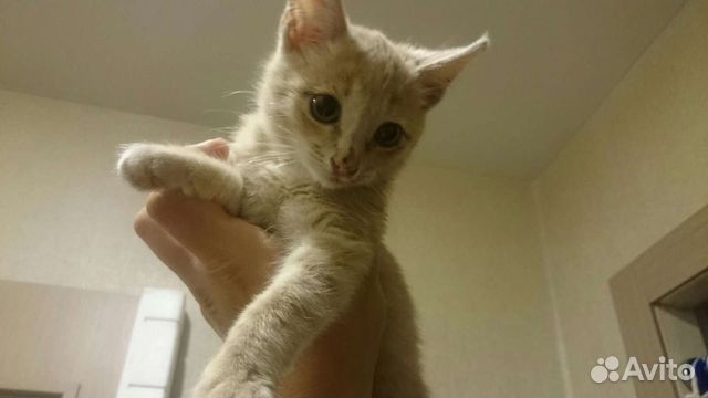 Кошка в дар