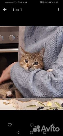 Карат в квартиру