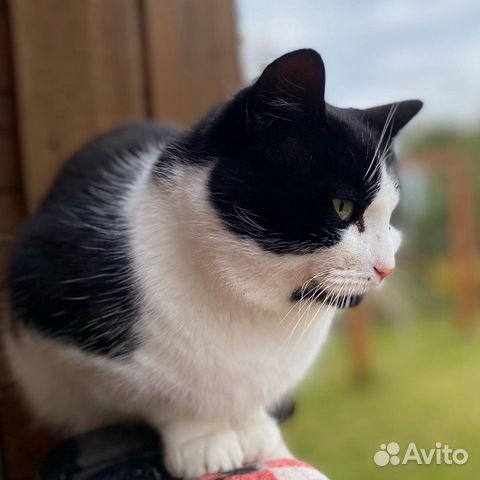 Котик молодой, социально-адаптированный