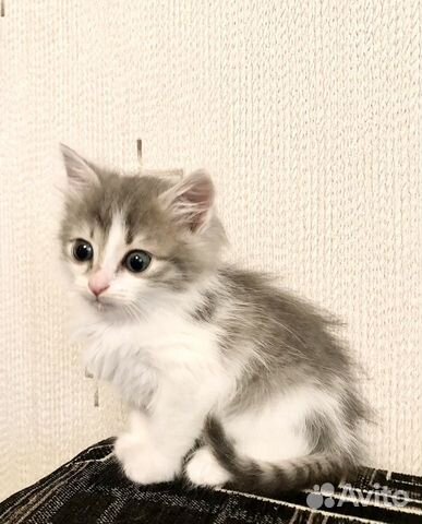 Котята в добрые руки бесплатно