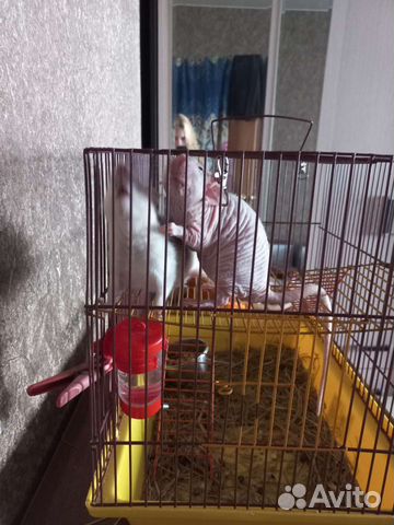 Продаю крыс