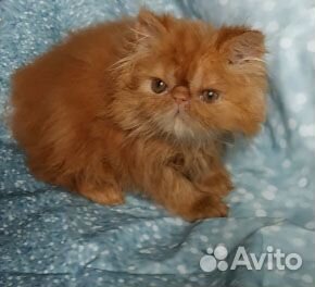 Персидский рыжий котенок
