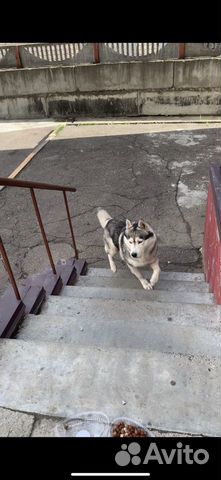 Найдена собака. Хаски