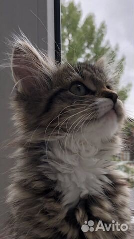 Котенок ищет дом