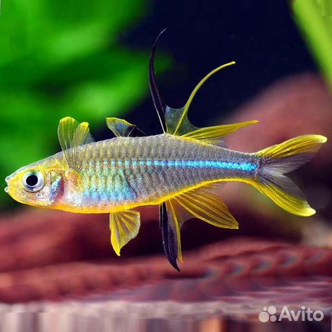 Живая рыба оптом