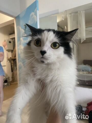 Кошка милая и любимая