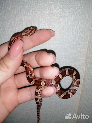 Маисовый полоз