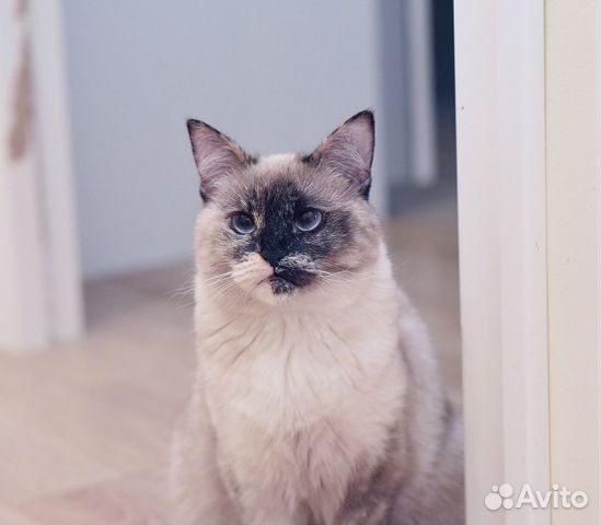 Тайская кошка Карамель ищет дом