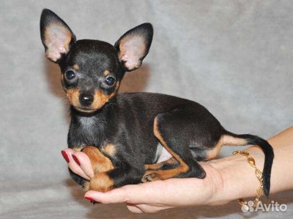 Русский той-терьер