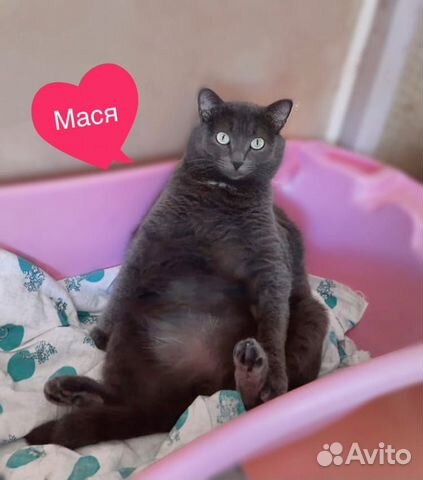 Огромный ласковый кот