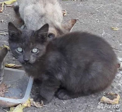 Русская голубая