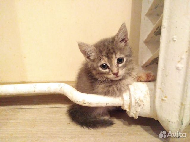 Вибрирующие котята, на пружинках