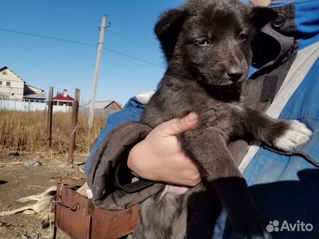 Щенок в добрые руки